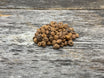 Chufa Seed for Wild Turkey Food Plots – Hale Habitat & Seed