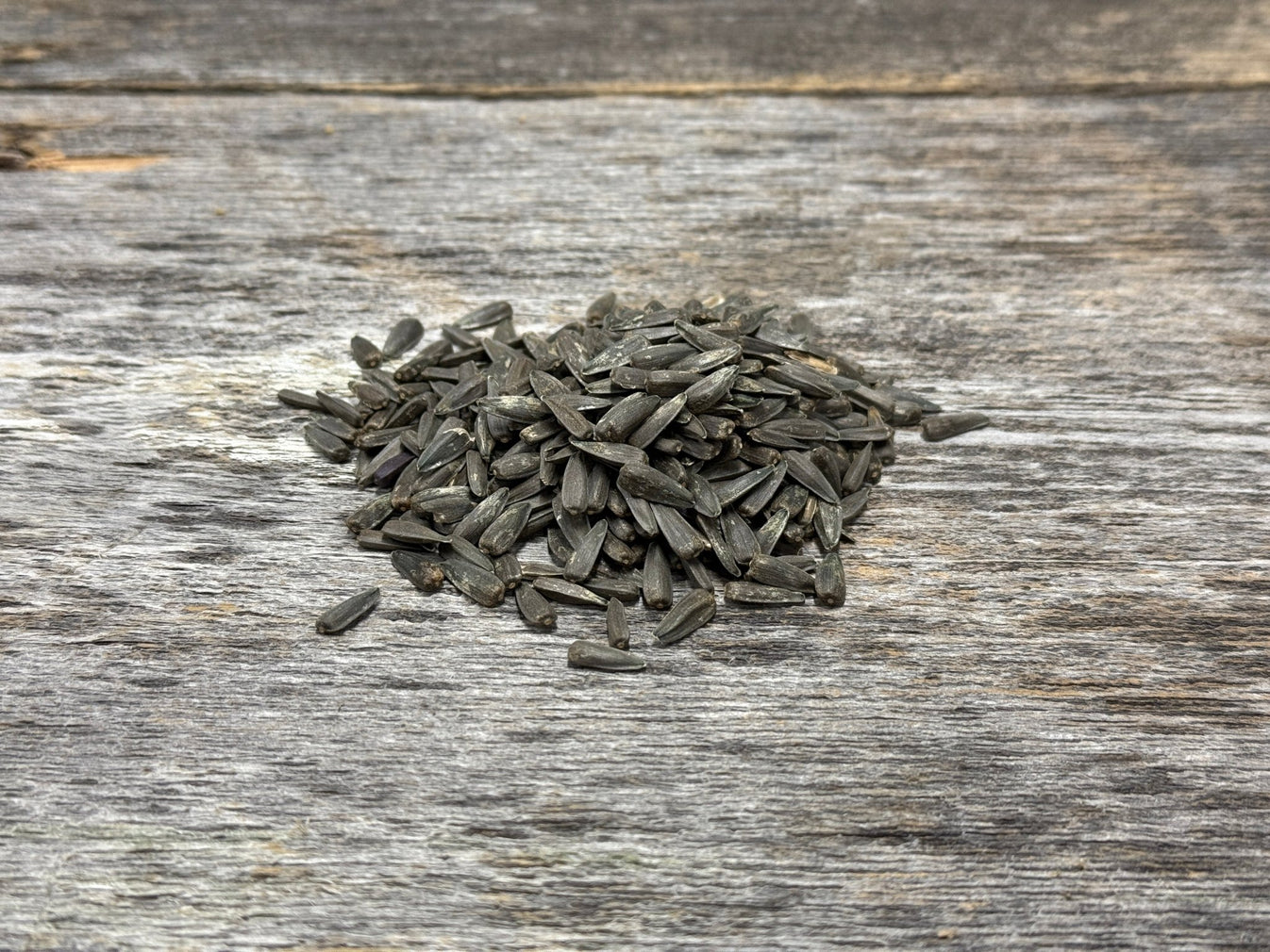 Clearfield Hybrid Sunflowers - Larger Heads & More Seeds – Hale Habitat ...