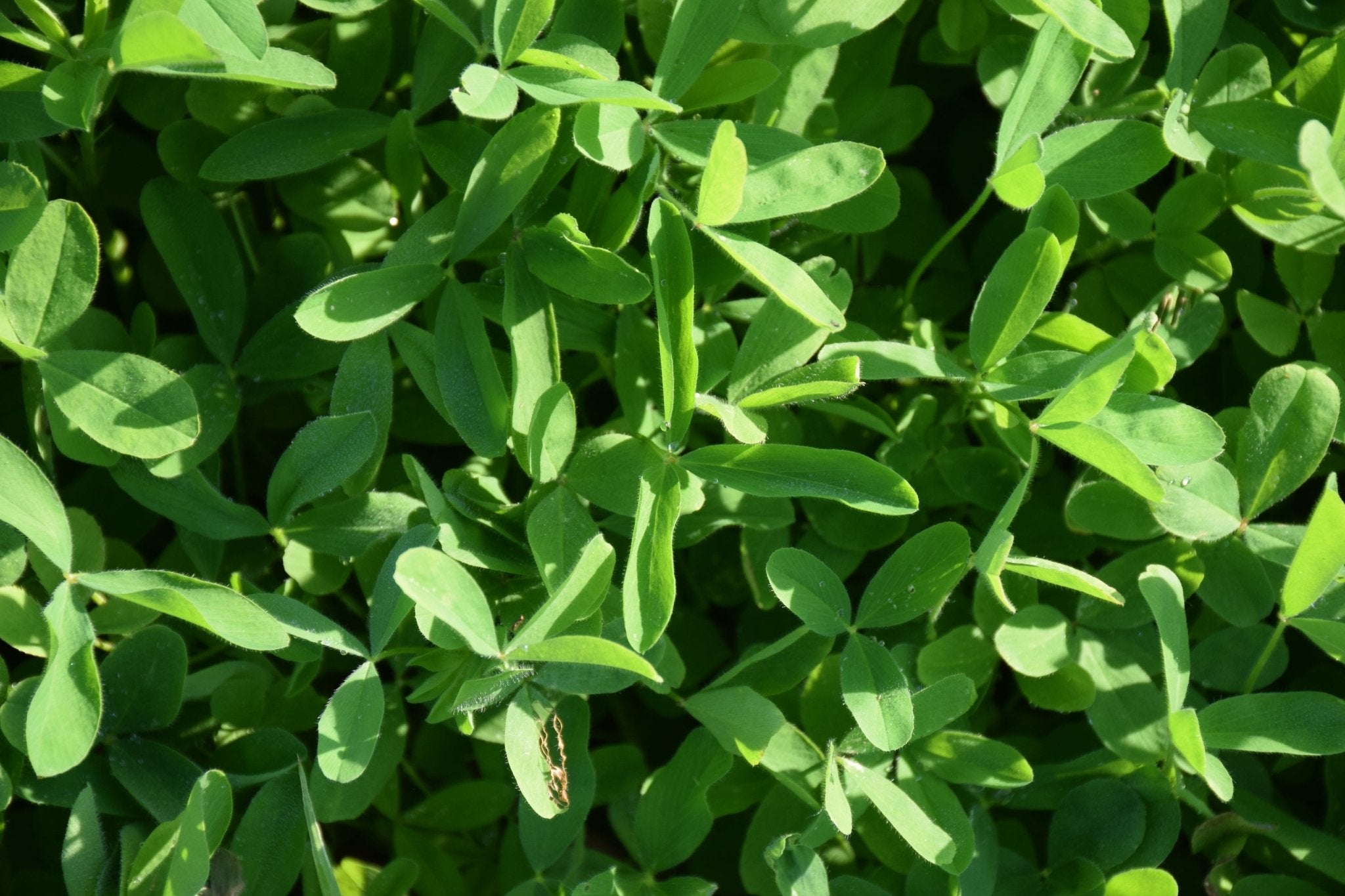 Premium Completely Clover Wildlife Food Plot Mix for Deer – Hale ...