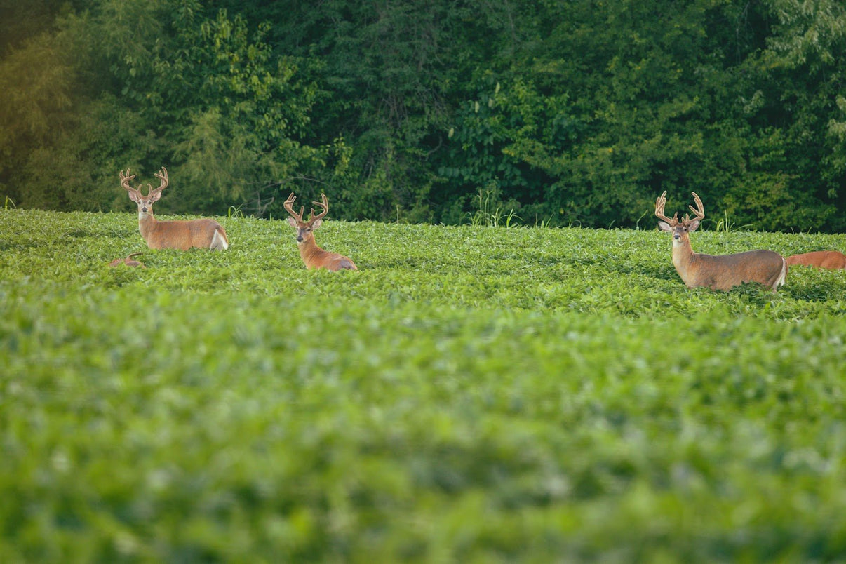 Big Buck Premium Non-GMO Forage Soybean Blend – Hale Habitat & Seed