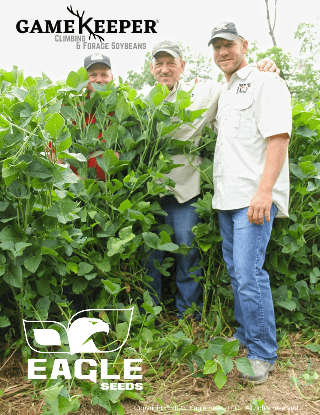 Premium Eagle Seed Corn and Soybean Varieties – Hale Habitat & Seed