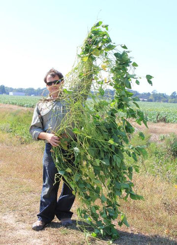 Premium Eagle Seed Corn and Soybean Varieties – Hale Habitat & Seed