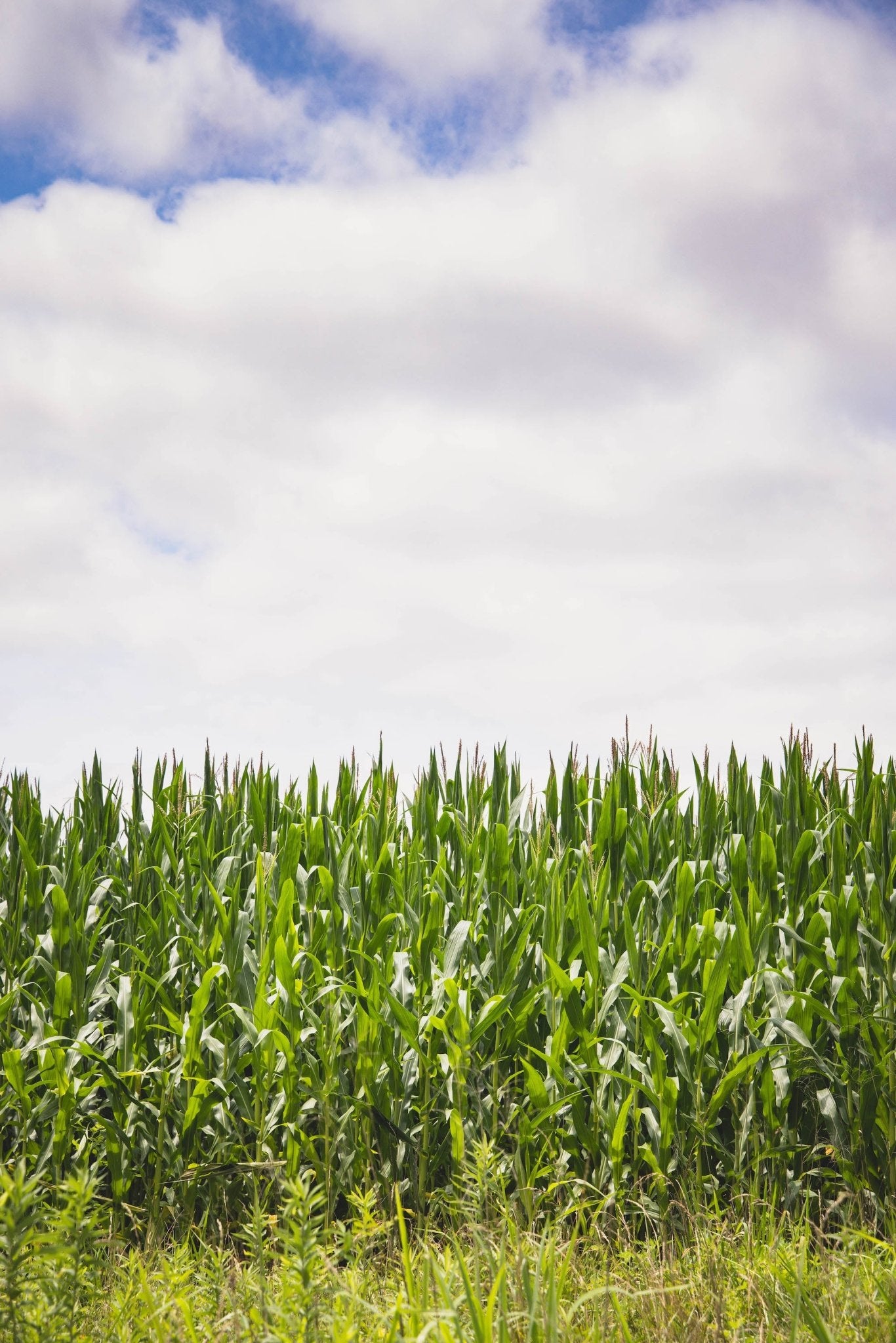 Glyphosate Tolerant Corn: High Yield & Quality – Hale Habitat & Seed