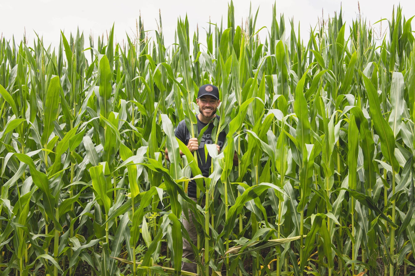 Glyphosate Tolerant Corn: High Yield & Quality – Hale Habitat & Seed