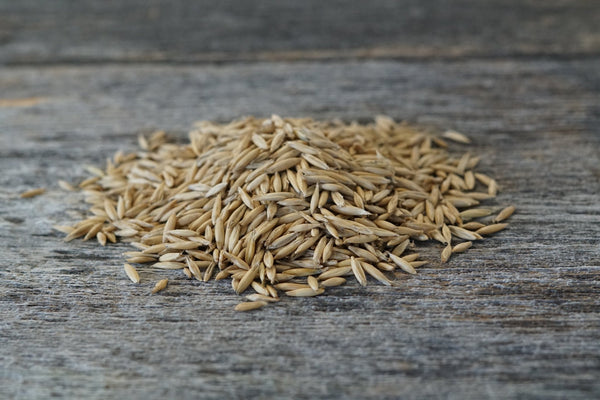Forage Oats for Wildlife Food Plots and Livestock Forage – Hale Habitat ...