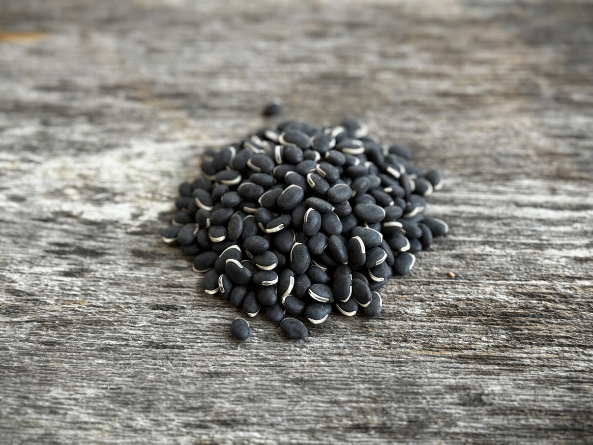 Lablab: High-Protein Wildlife Forage & Cover Crop – Hale Habitat & Seed
